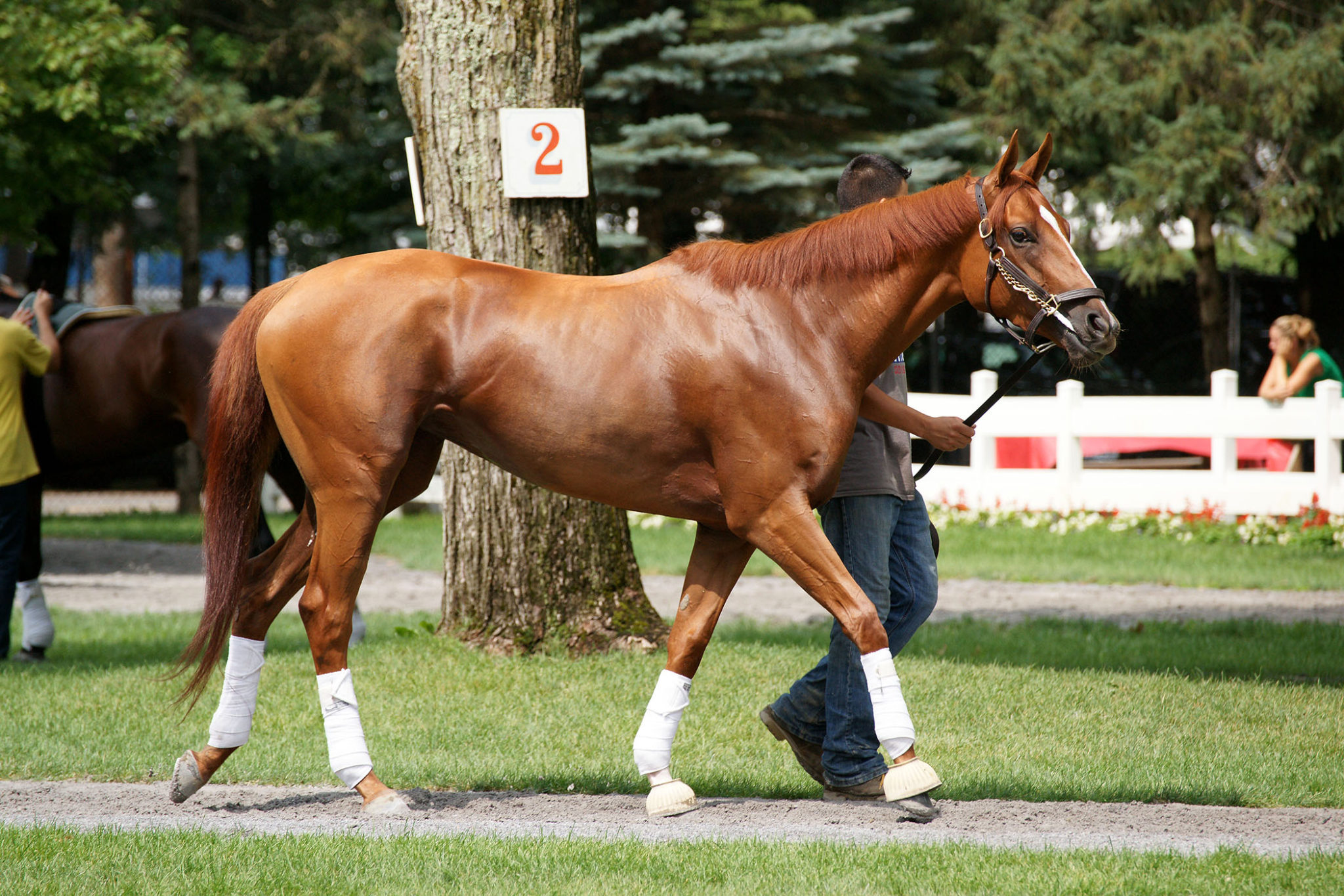 Paddock - HorseRacing Images